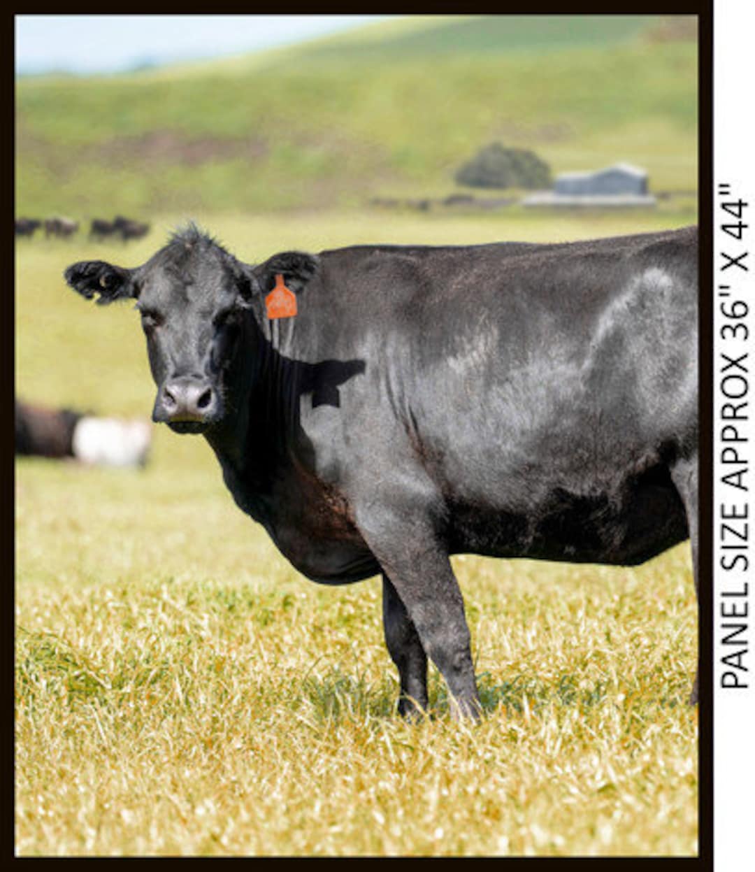 Merino Muster II Cow Angus Grass Background 3094T Cotton Quilting ...