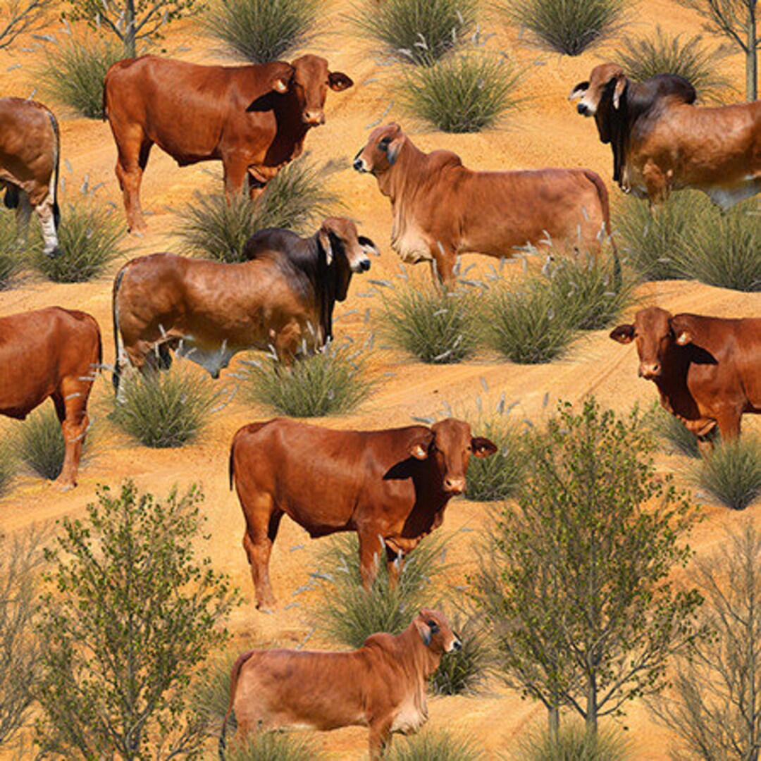Merino Muster II Cows Droughtmaster 3094O Cotton Quilting Fabric 1/2 ...