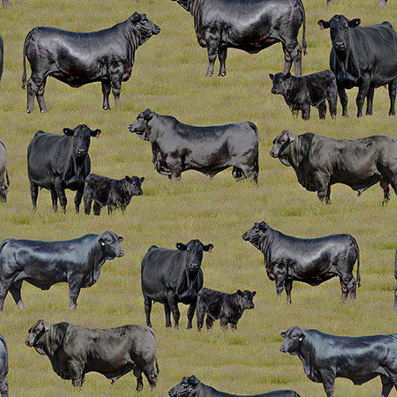 Merino Muster II Cows Angus Grass Background 3094Q Cotton Quilting ...