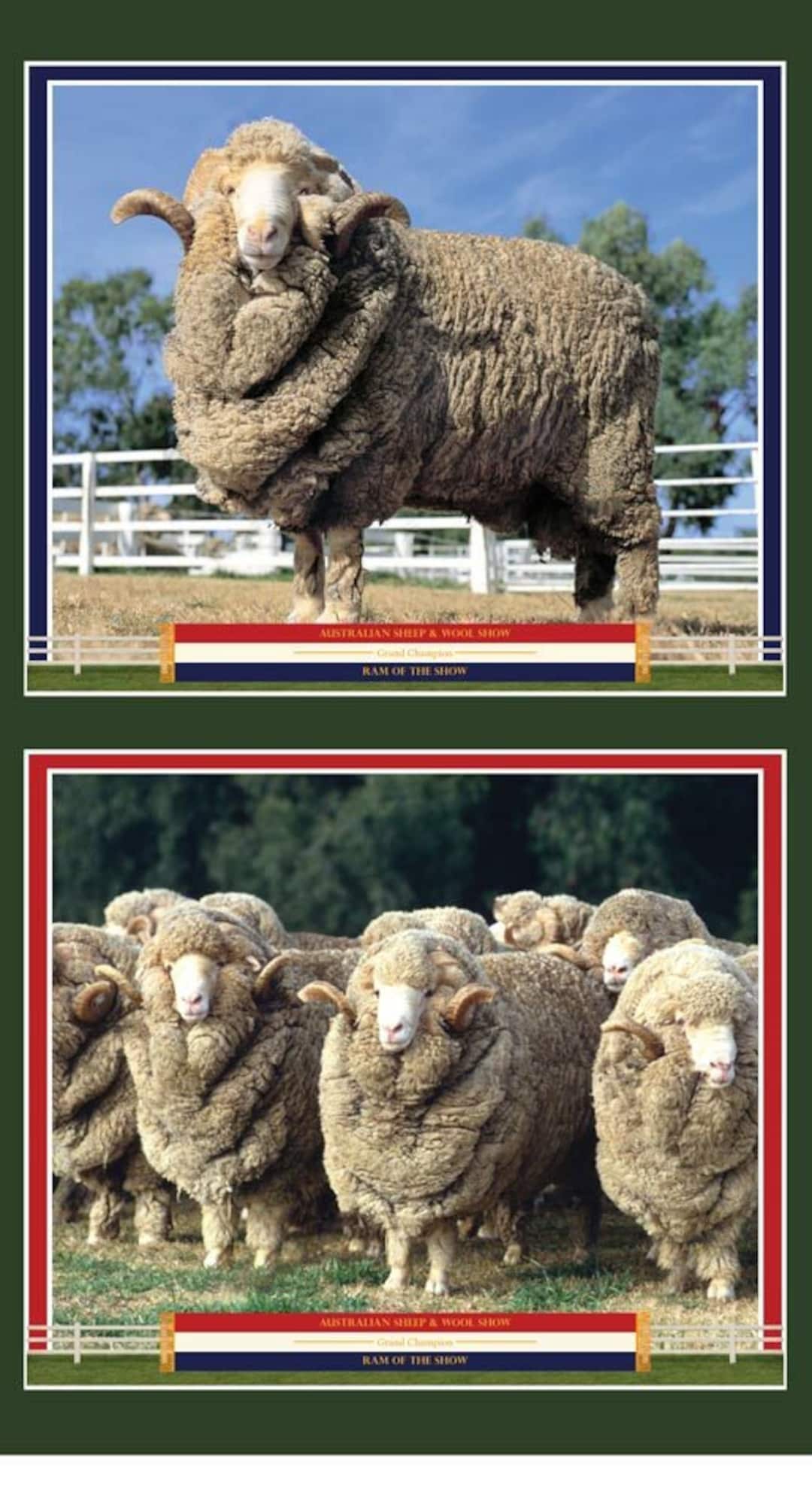 Merino Muster Merino Rams Australian Sheep Cotton Quilting Fabric Panel ...