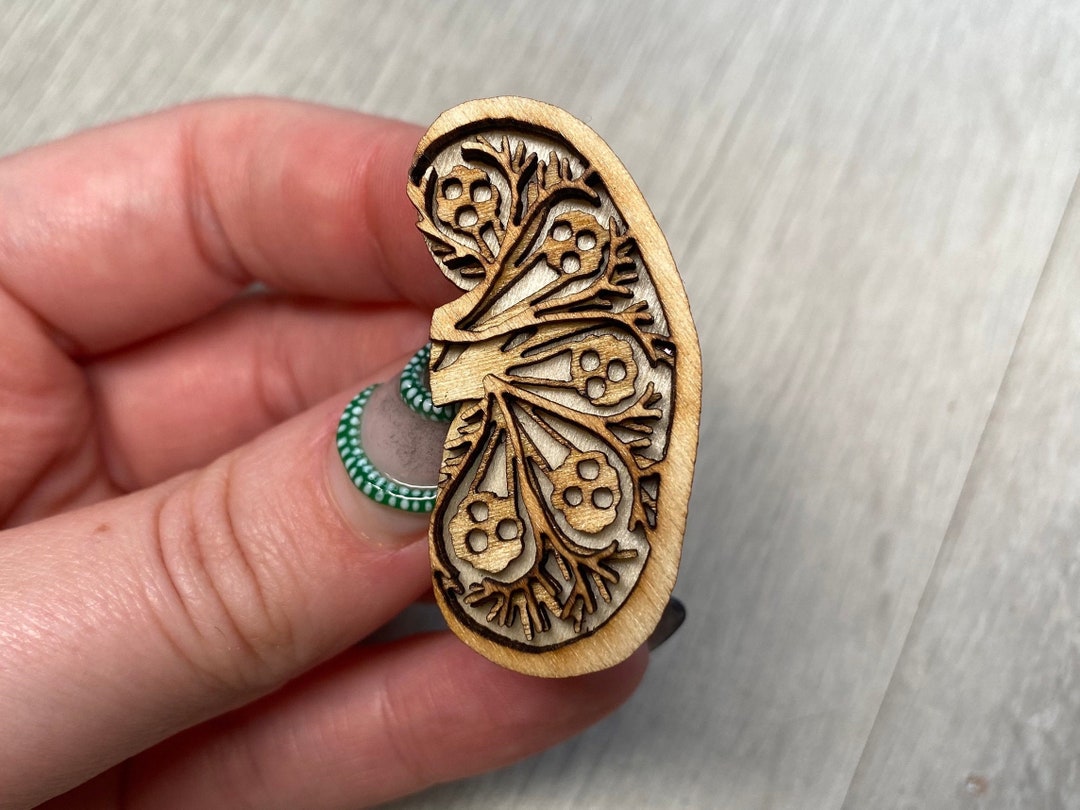 Kidney, Anatomical Wooden Pin Badge Brooch. Laser Cut, Kidneys, Anatomy ...