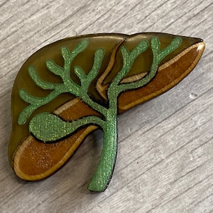 Liver Laser Cut Anatomical Pin Badge. Anatomy, Acrylic, Wood, Organ ...