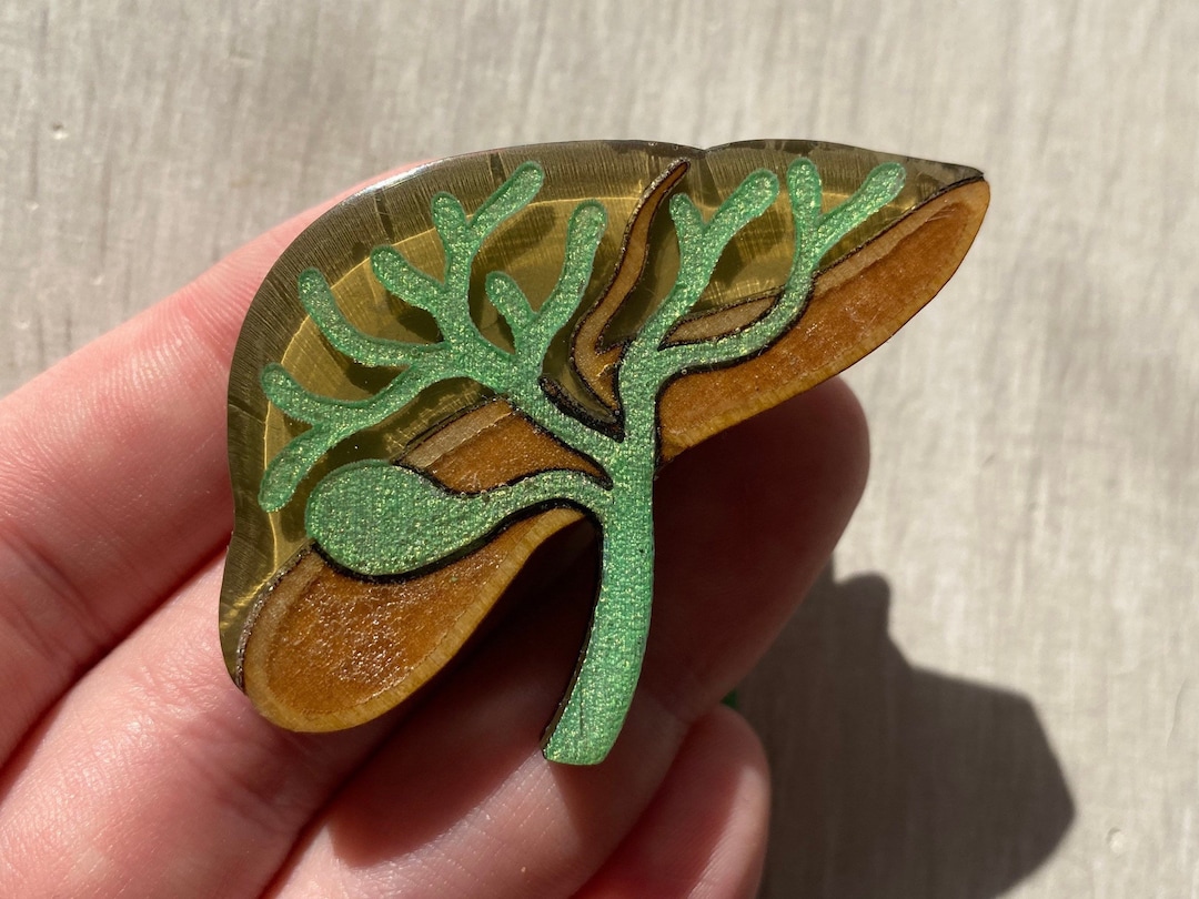 Liver Laser Cut Anatomical Pin Badge. Anatomy, Acrylic, Wood, Organ ...