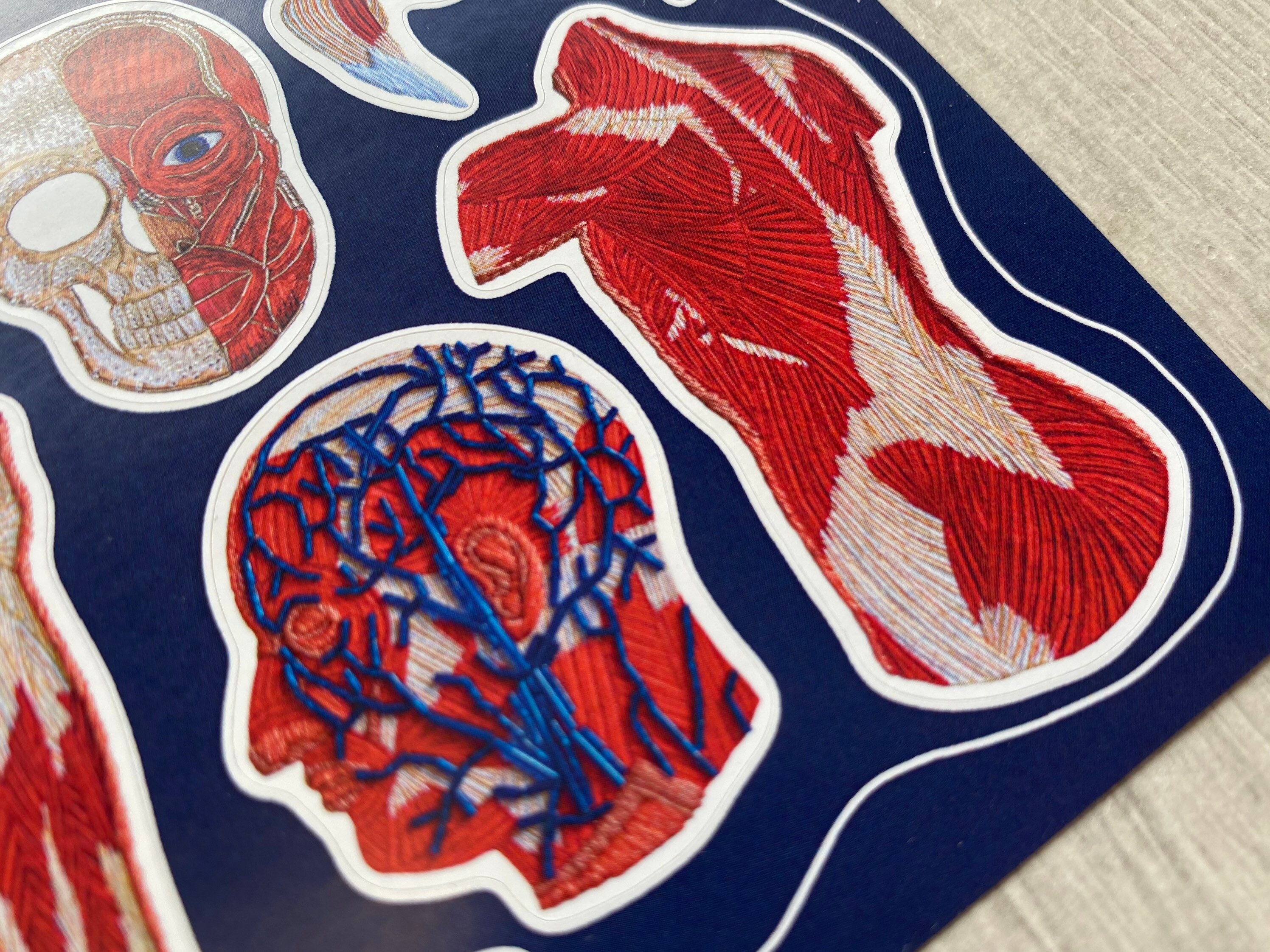 Musculoskeletal Anatomical A6 Sticker Sheet. Embroidery - Etsy UK