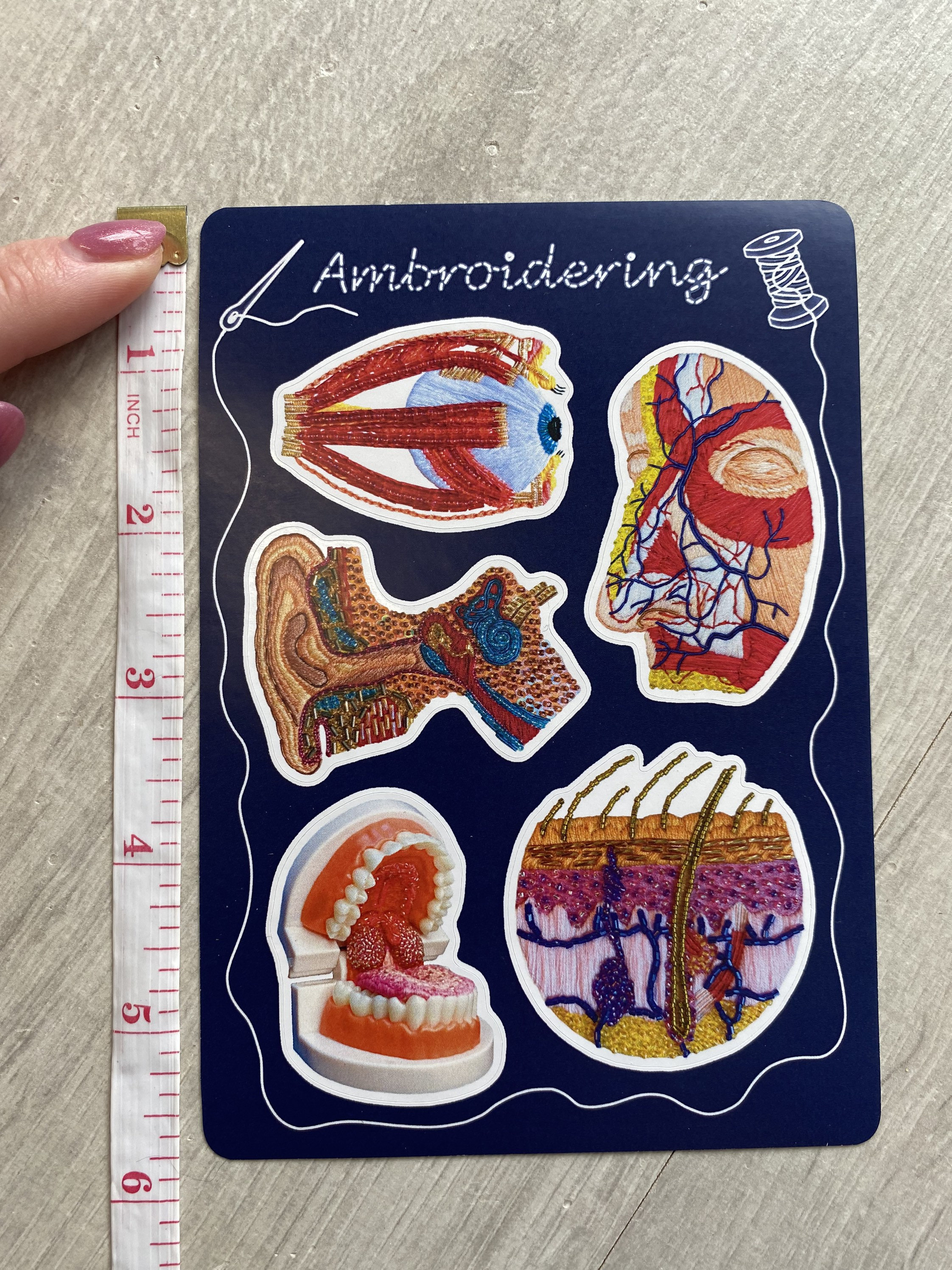 Sensory Anatomical A6 Sticker Sheet. Embroidery Eye Optical - Etsy