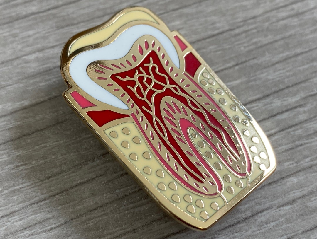 Tooth Anatomy 2.5 X 4cm Hard Enamel Pin Badge - Etsy