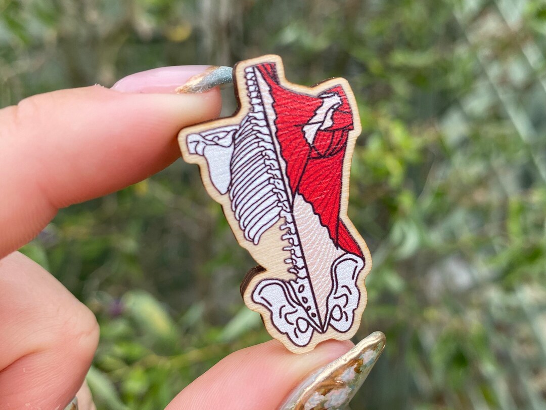 Back Musculoskeletal 4cm Wooden MDF Pin Badge. Anatomy, Anatomical ...