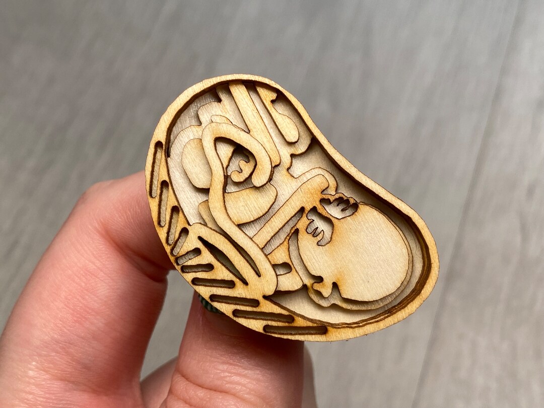 Fetus. Anatomical Wooden Pin Badge Brooch. Laser Cut, Birch, Anatomy ...