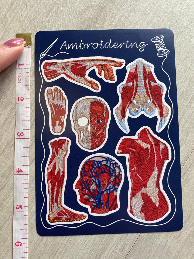 Musculoskeletal Anatomical A6 Sticker Sheet. Embroidery - Etsy UK