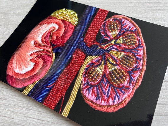 Kidney Anatomy Embroidery A6 Print | Etsy