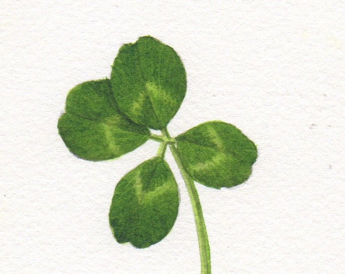 Four Leaf Clover (no. 9) - Botanical Watercolor Painting - Etsy