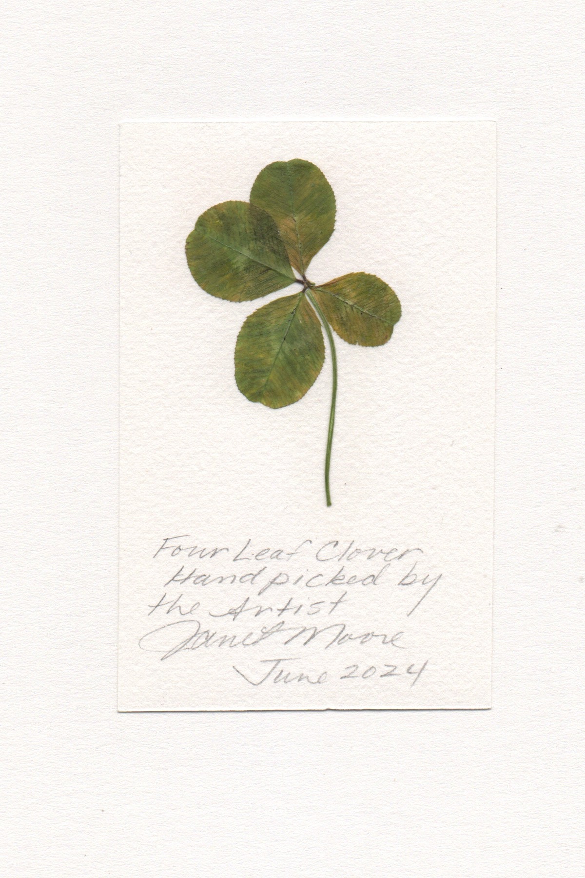 Four Leaf Clover no. 9 Botanical Watercolor Painting - Etsy