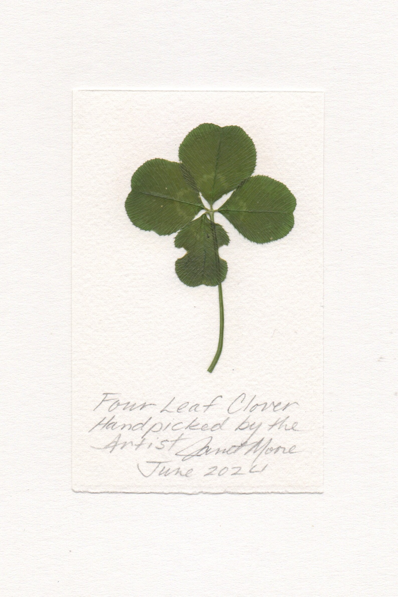 Four Leaf Clover (no. 10) - Botanical Watercolor Painting - Etsy