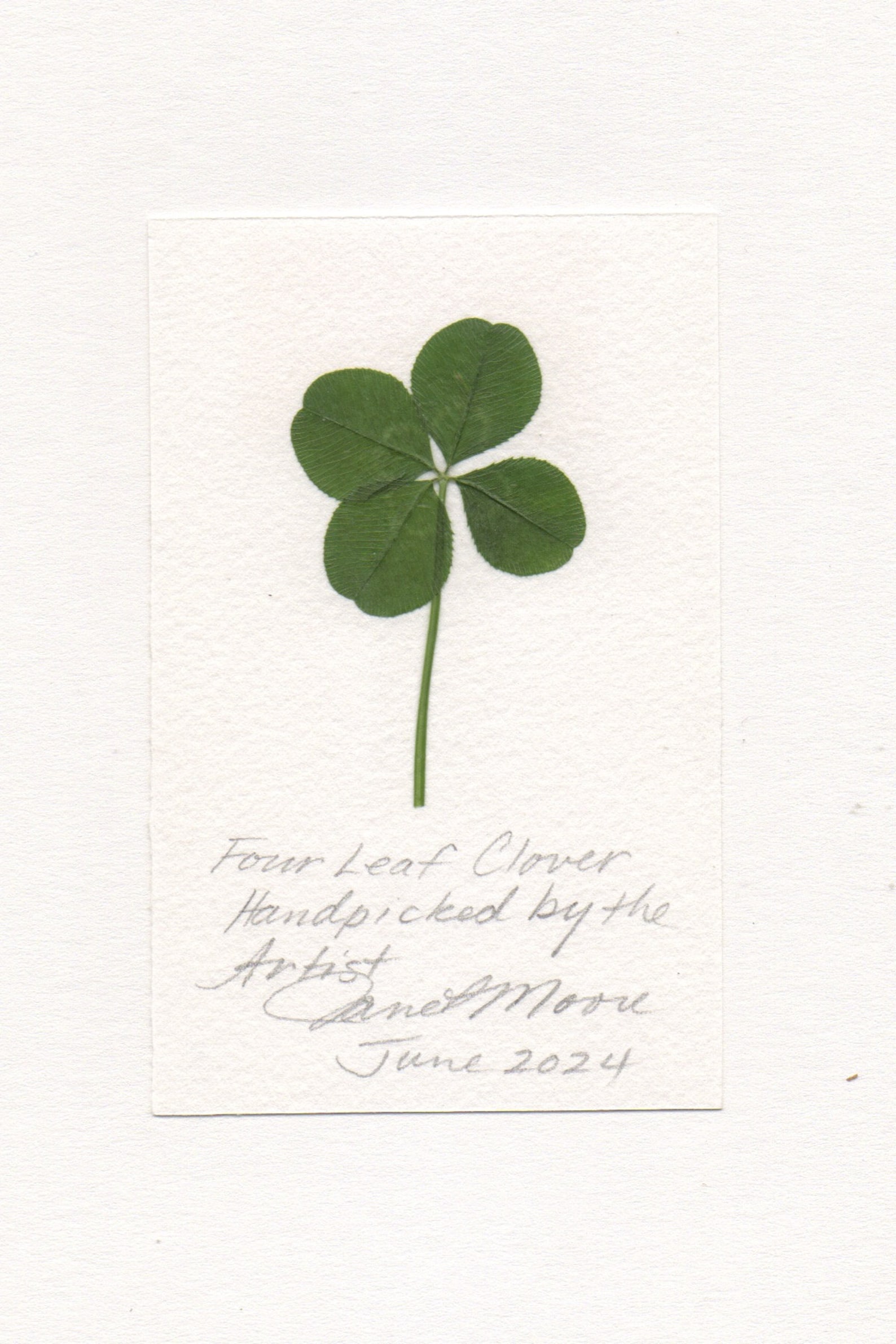 Four Leaf Clover no. 15 Botanical Watercolor Painting - Etsy