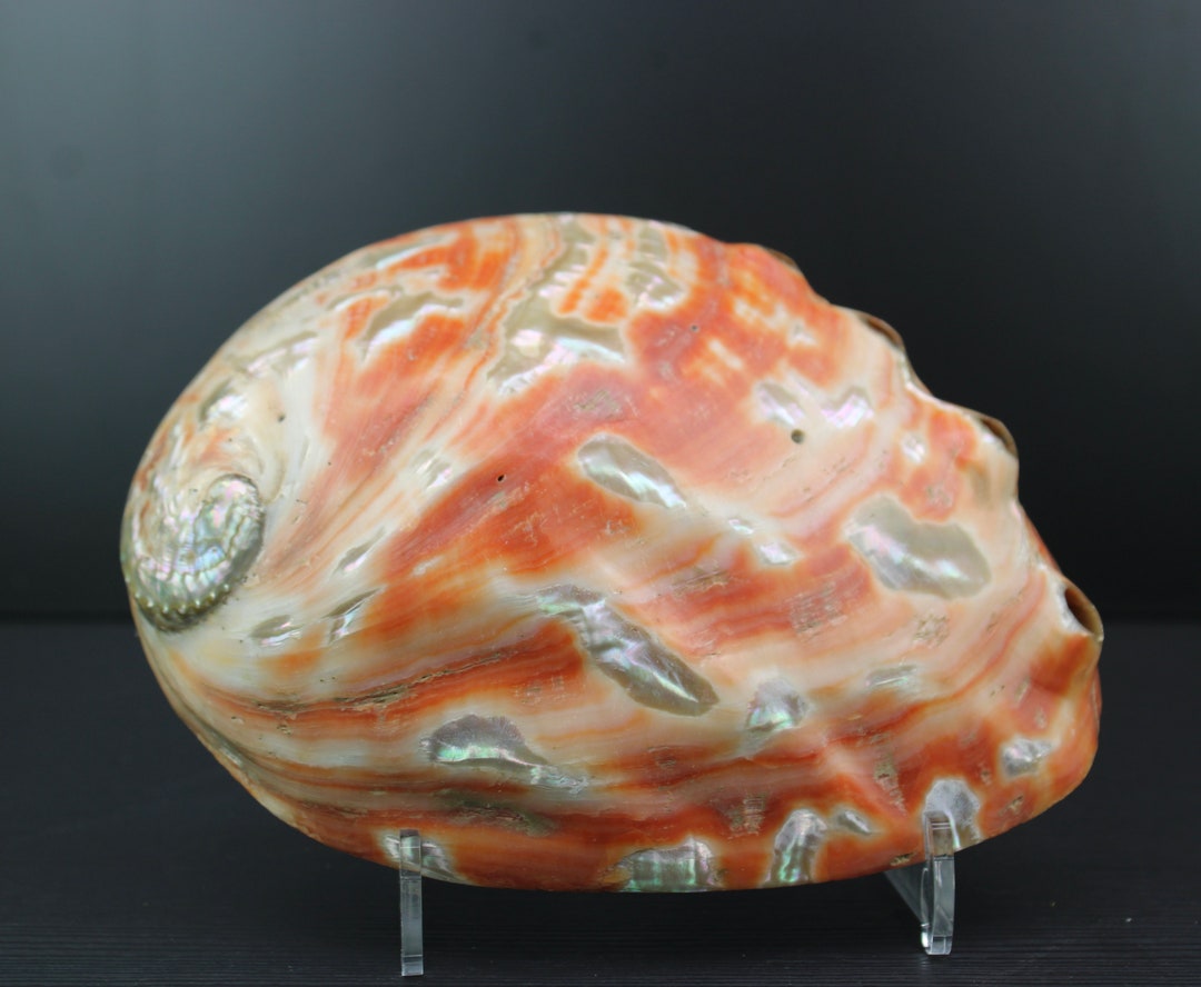 A Vintage Polished Red-orange With Green Abalone Sea Shell. - Etsy