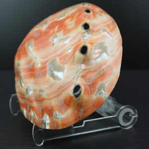 A Vintage Polished Red-orange With Green Abalone Sea Shell. - Etsy