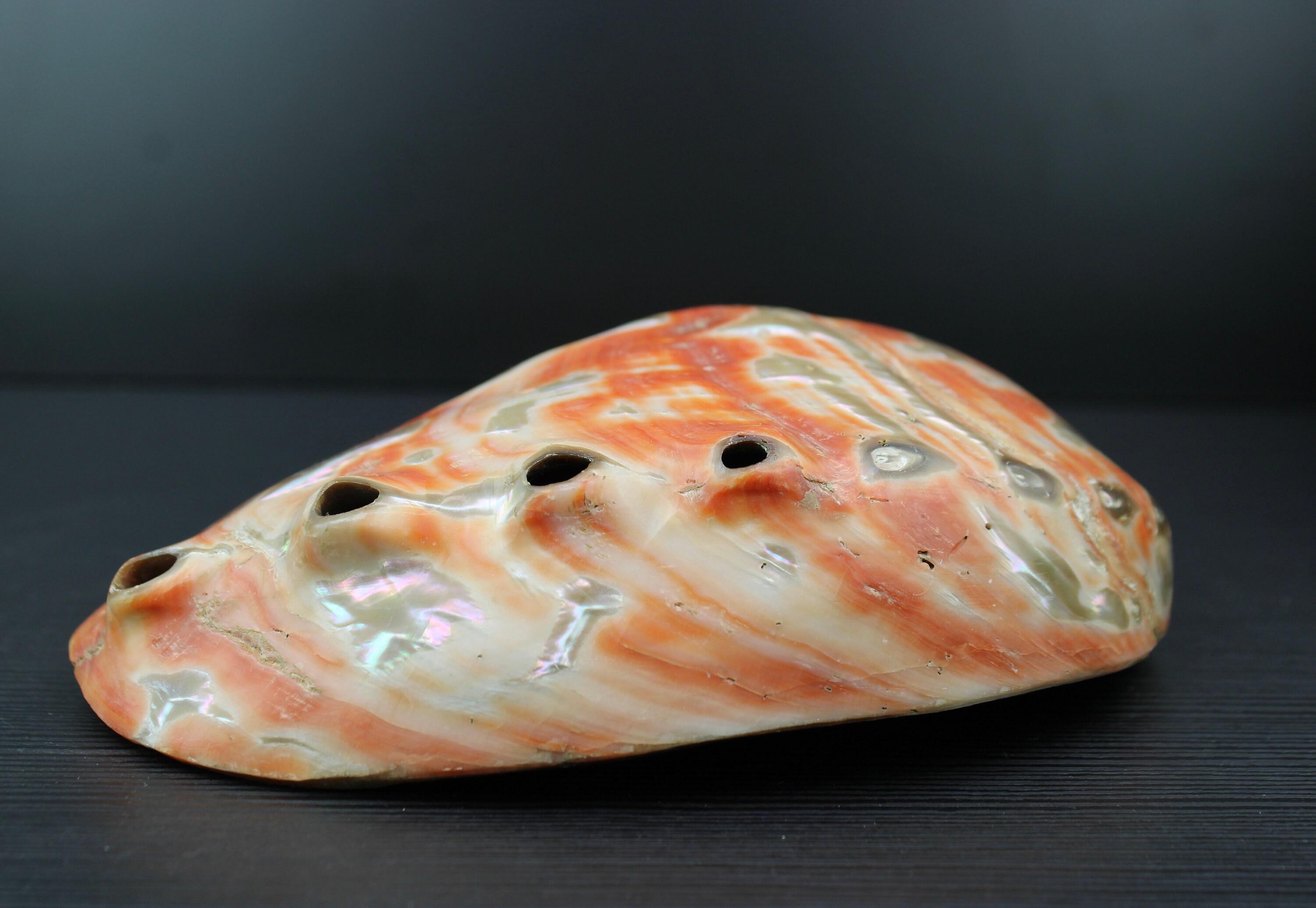 A Vintage Polished Red-orange With Green Abalone Sea Shell. - Etsy