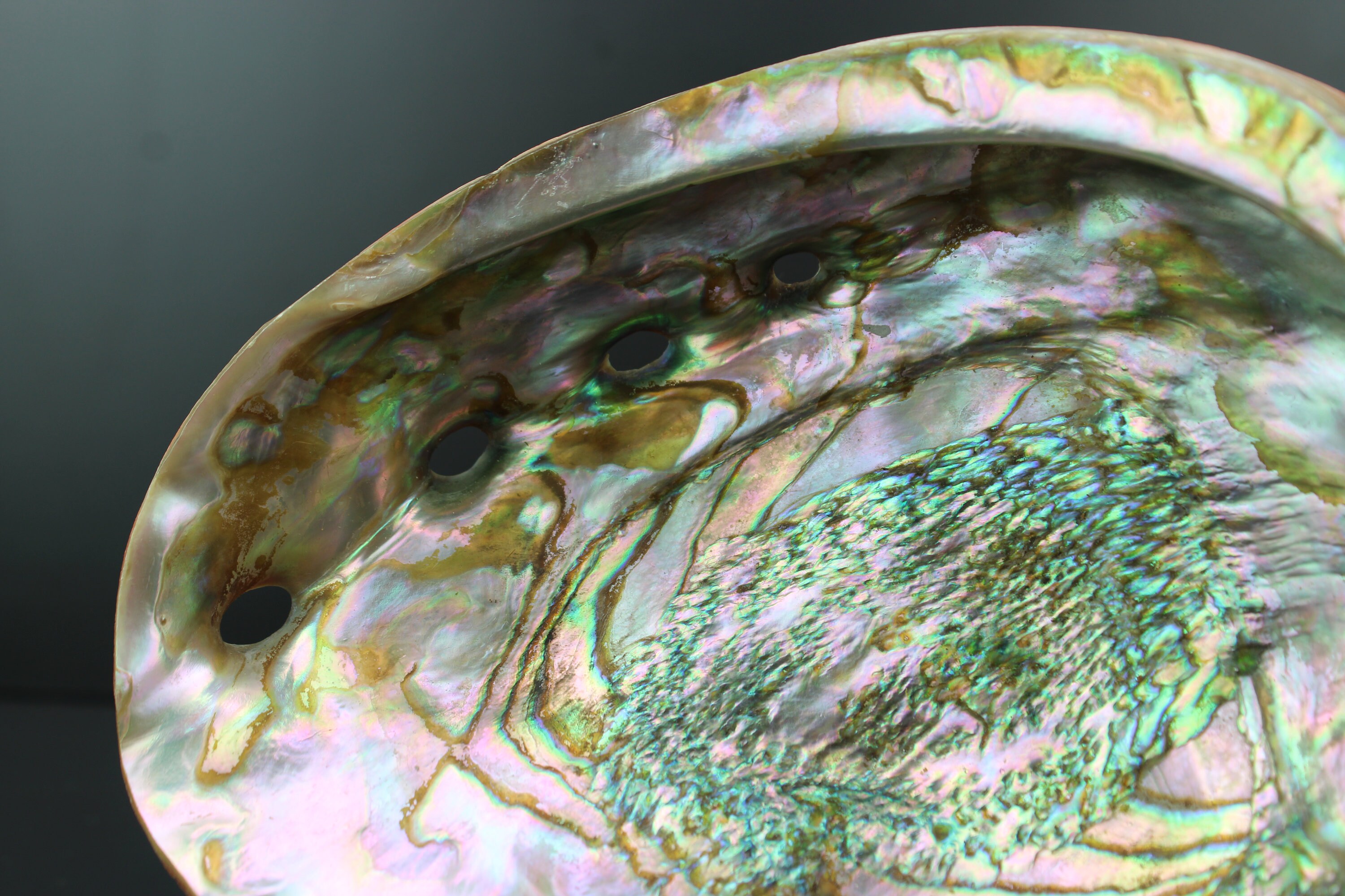 A Vintage Polished Red-orange With Green Abalone Sea Shell. - Etsy