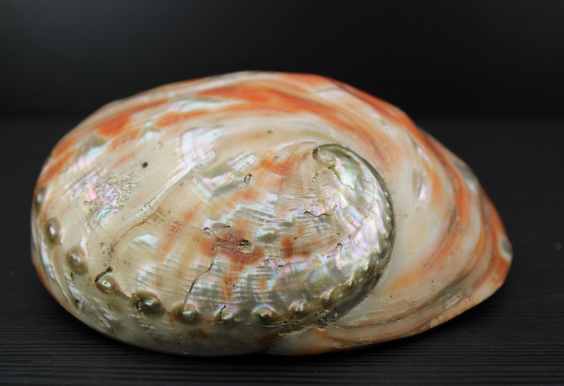 A Vintage Polished Red-orange With Green Abalone Sea Shell. - Etsy