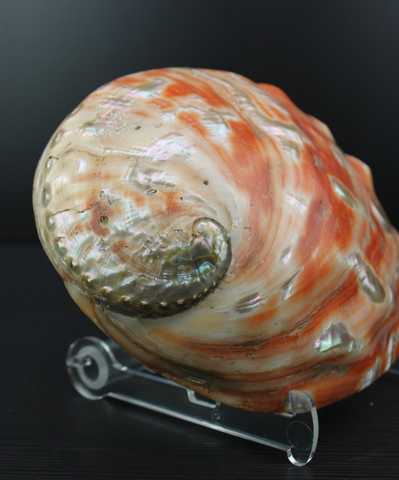 A Vintage Polished Red-orange With Green Abalone Sea Shell. - Etsy
