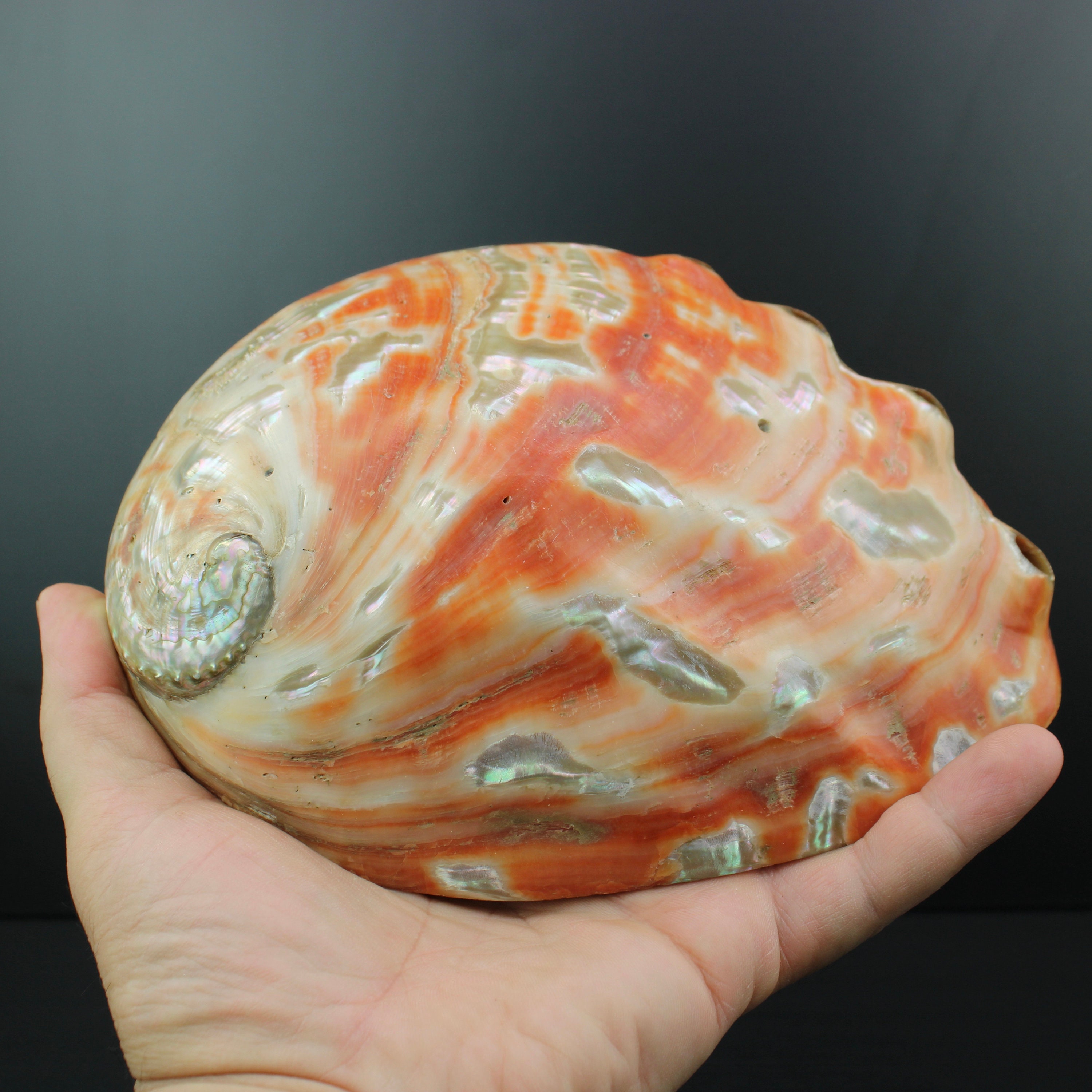 A Vintage Polished Red-orange With Green Abalone Sea Shell. - Etsy