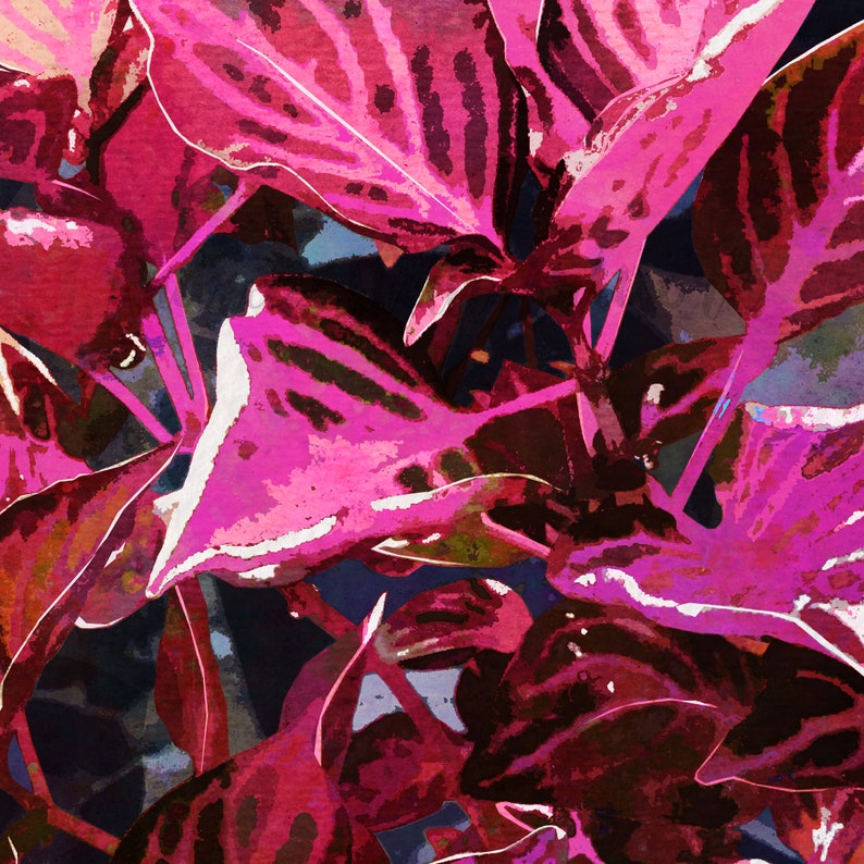 Herbst's Bloodleaf Botanical Illustration | Iresine Herbstii Ornamental ...