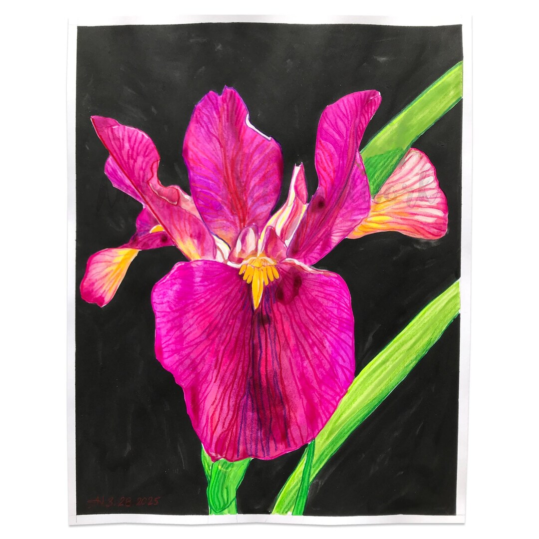 Modern Iris Portrait 1 - 11x14 Magenta Iris Watercolor Painting ...
