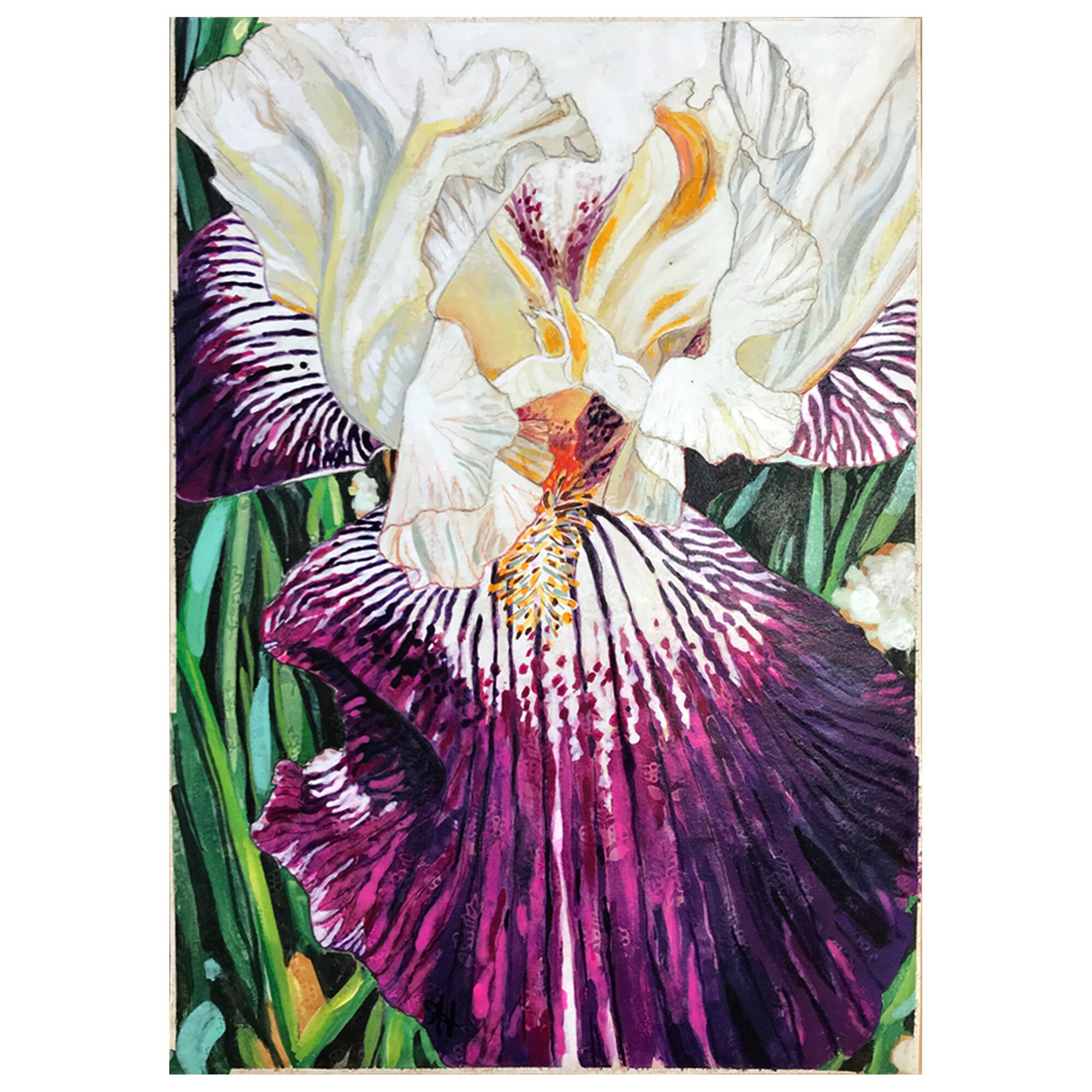 Bearded Iris Painting