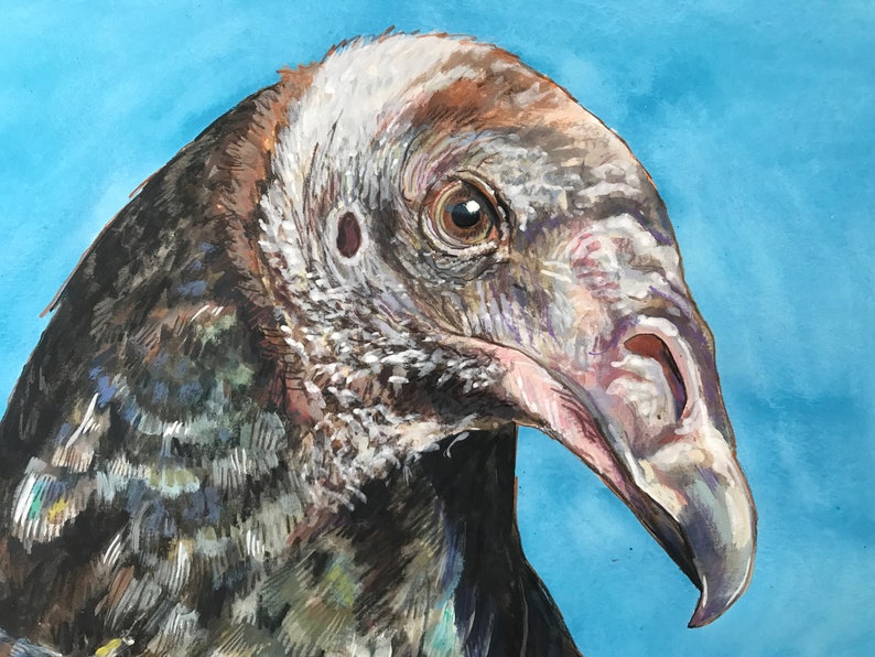 Black Buzzard Watercolor Painting Birds of West Texas Bird Art - Etsy