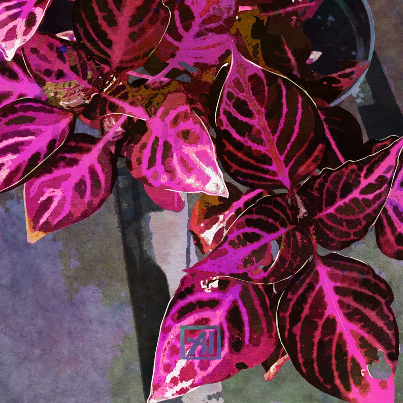 Herbst's Bloodleaf Botanical Illustration | Iresine Herbstii Ornamental ...