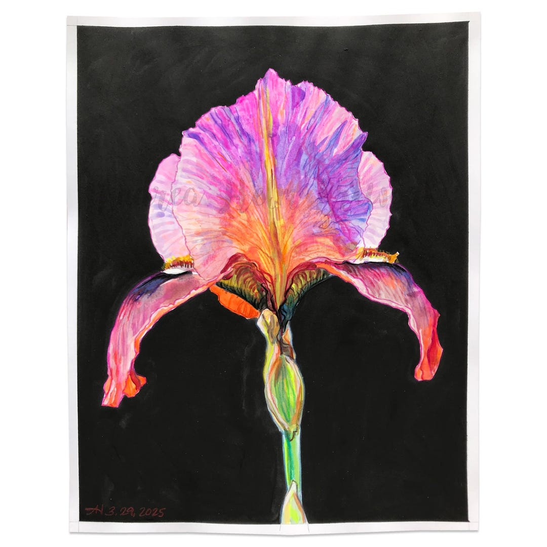Modern Iris Portrait 3 - 11x14 Pink Arilbred Iris Watercolor Painting ...