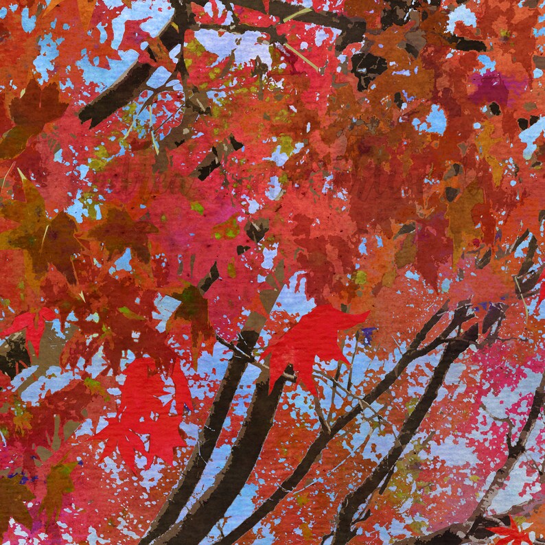 Red Flame Japanese Maple Leaves Art Print Modern Botanic Garden Wall ...