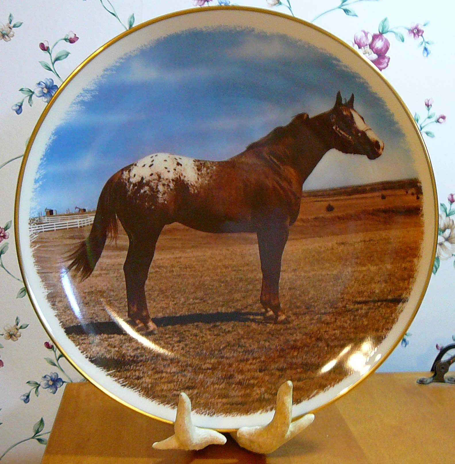 Super SALE on Cloud Nine Appaloosa World National Champion Halter ...