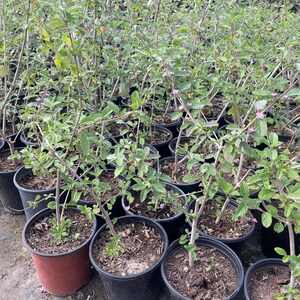 1gal Pitiona (lippia Alba) - Etsy