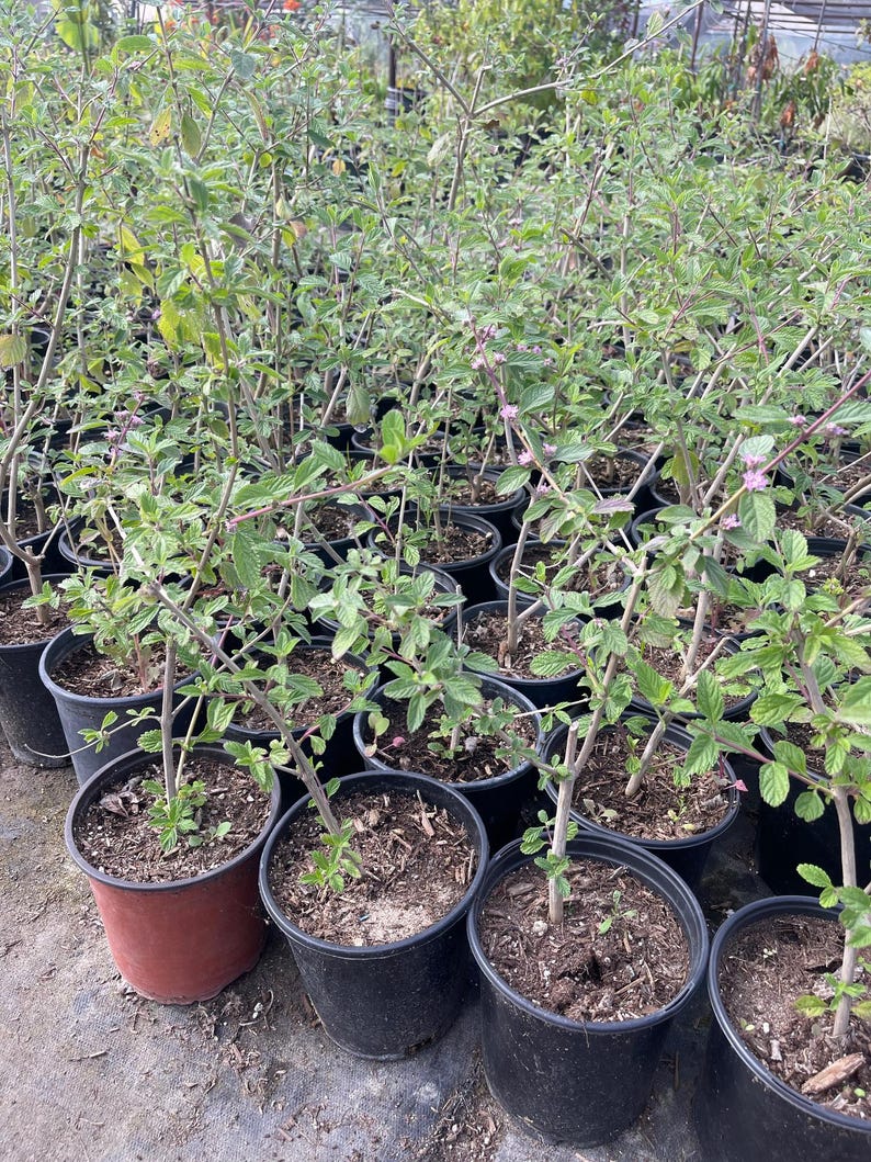 1gal Pitiona (lippia Alba) - Etsy