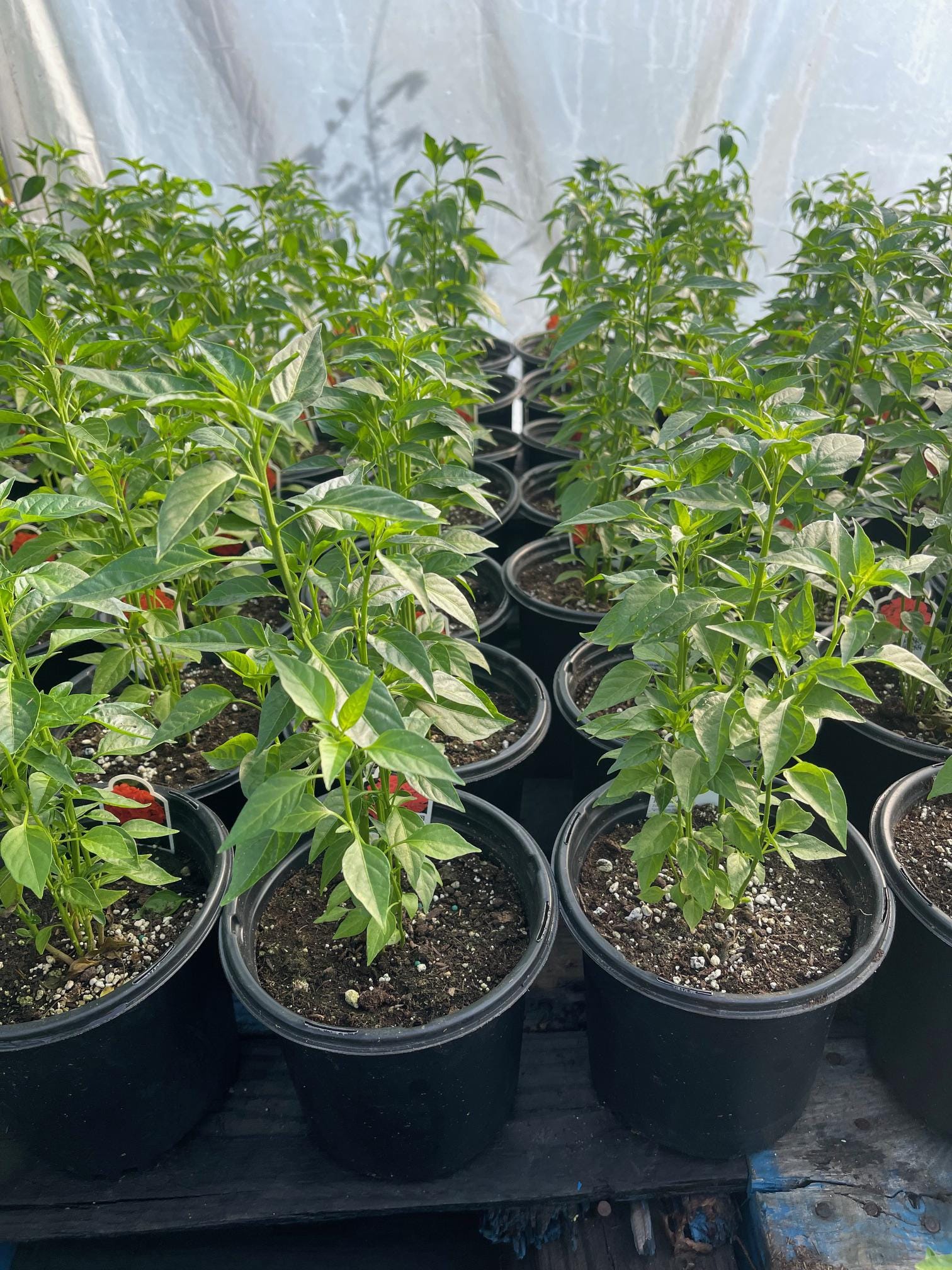Chiltepin Chili Pepper Plant - Etsy