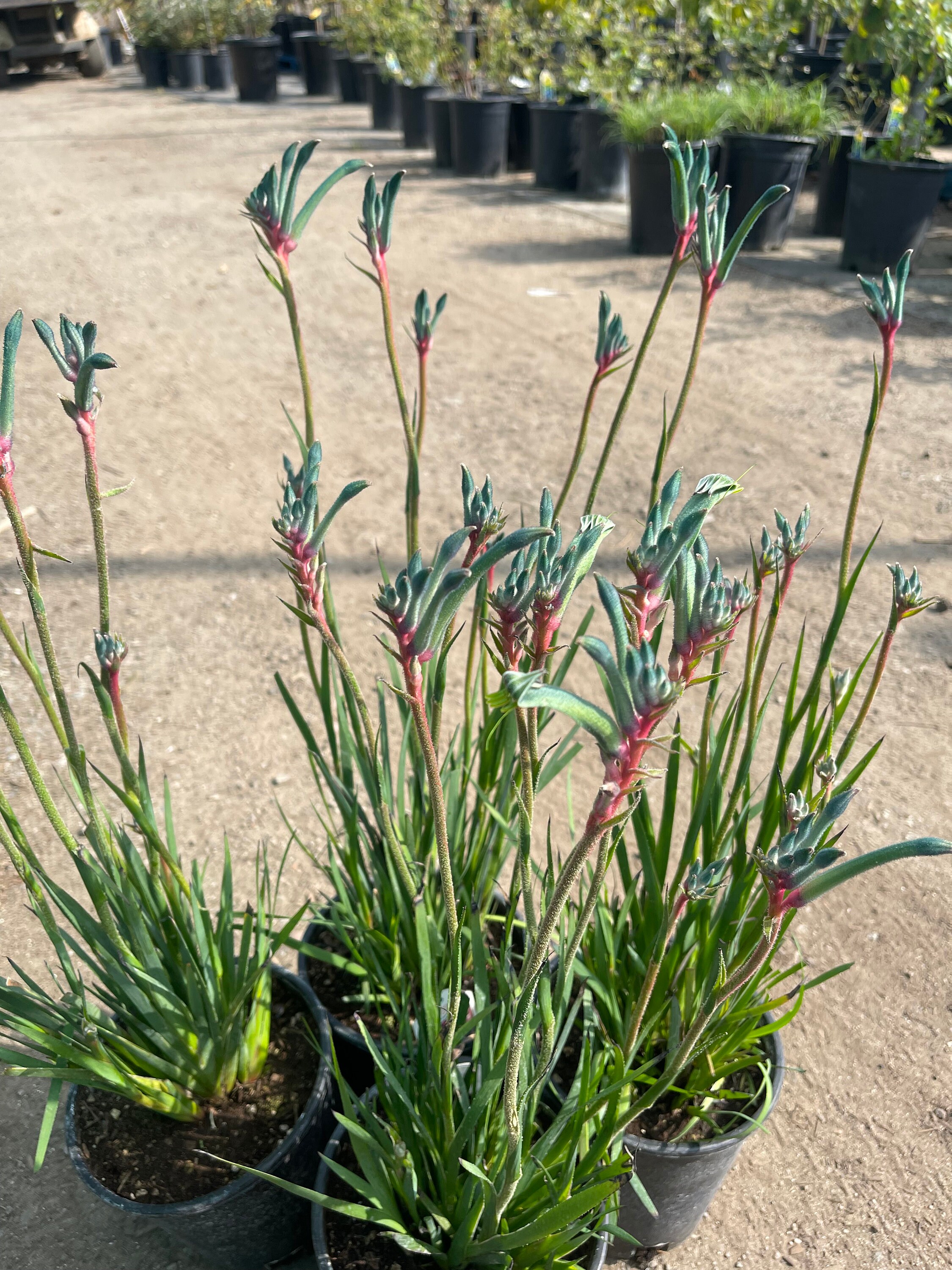 Fireworks Anigozanthos Celebration Fireworks - Etsy
