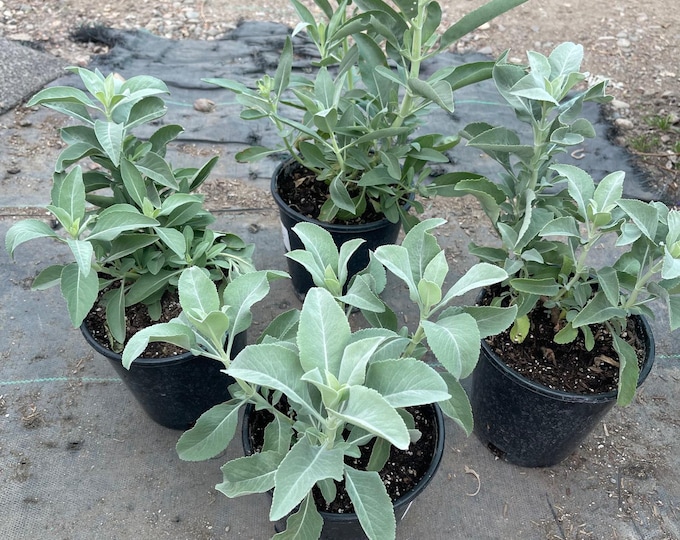 Sage Nazareth - Etsy