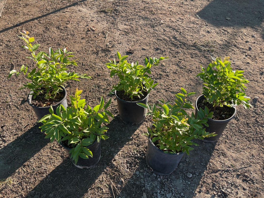 1gal Guayabillo / Arrayan Fruit Plant - Etsy