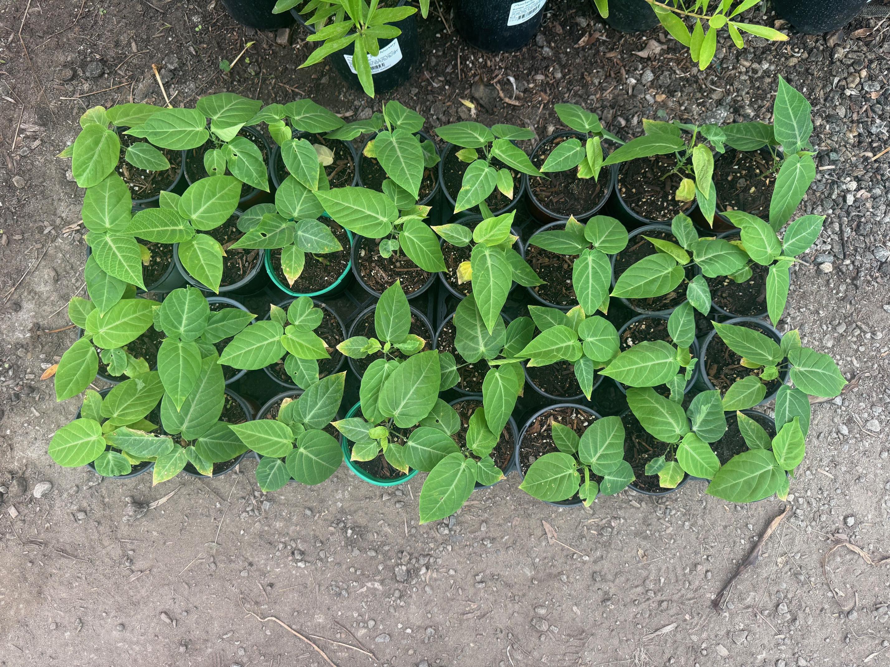 4" Pot Sweet Granadilla Plant Seedling - Etsy