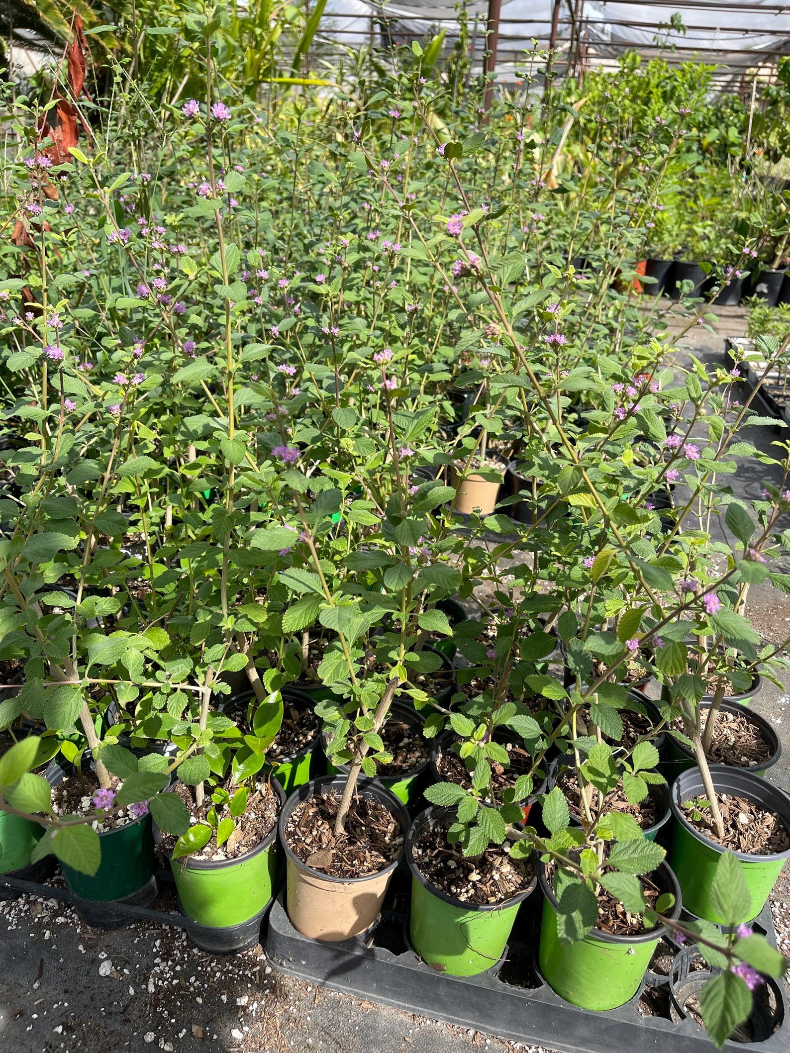 Pitiona lippia Alba - Etsy