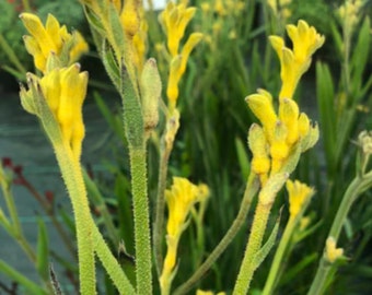 Anigozanthos 'BUSH RANGER' dwarf Red Kangaroo Paw - Etsy