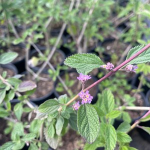 1gal Pitiona (lippia Alba) - Etsy