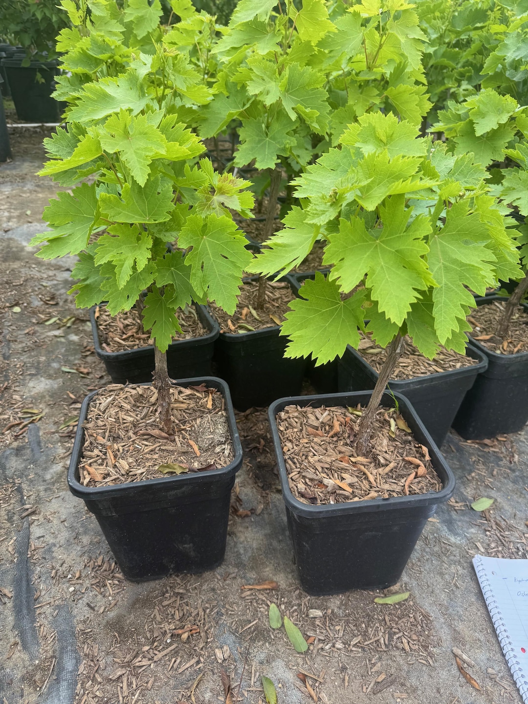 Autumn Royal Seedless Grape - Etsy