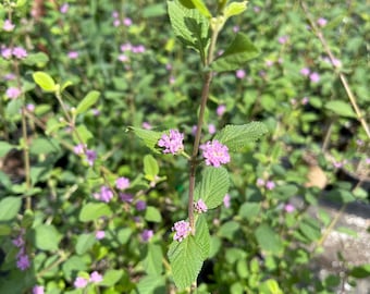 Bushy Mattgrass (5) 6" Cuttings for Propagation, Lippia Alba, Pitiona ...