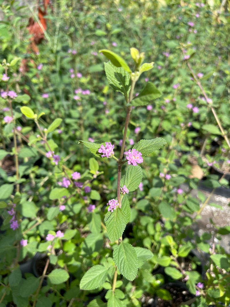 Pitiona (lippia Alba) - Etsy