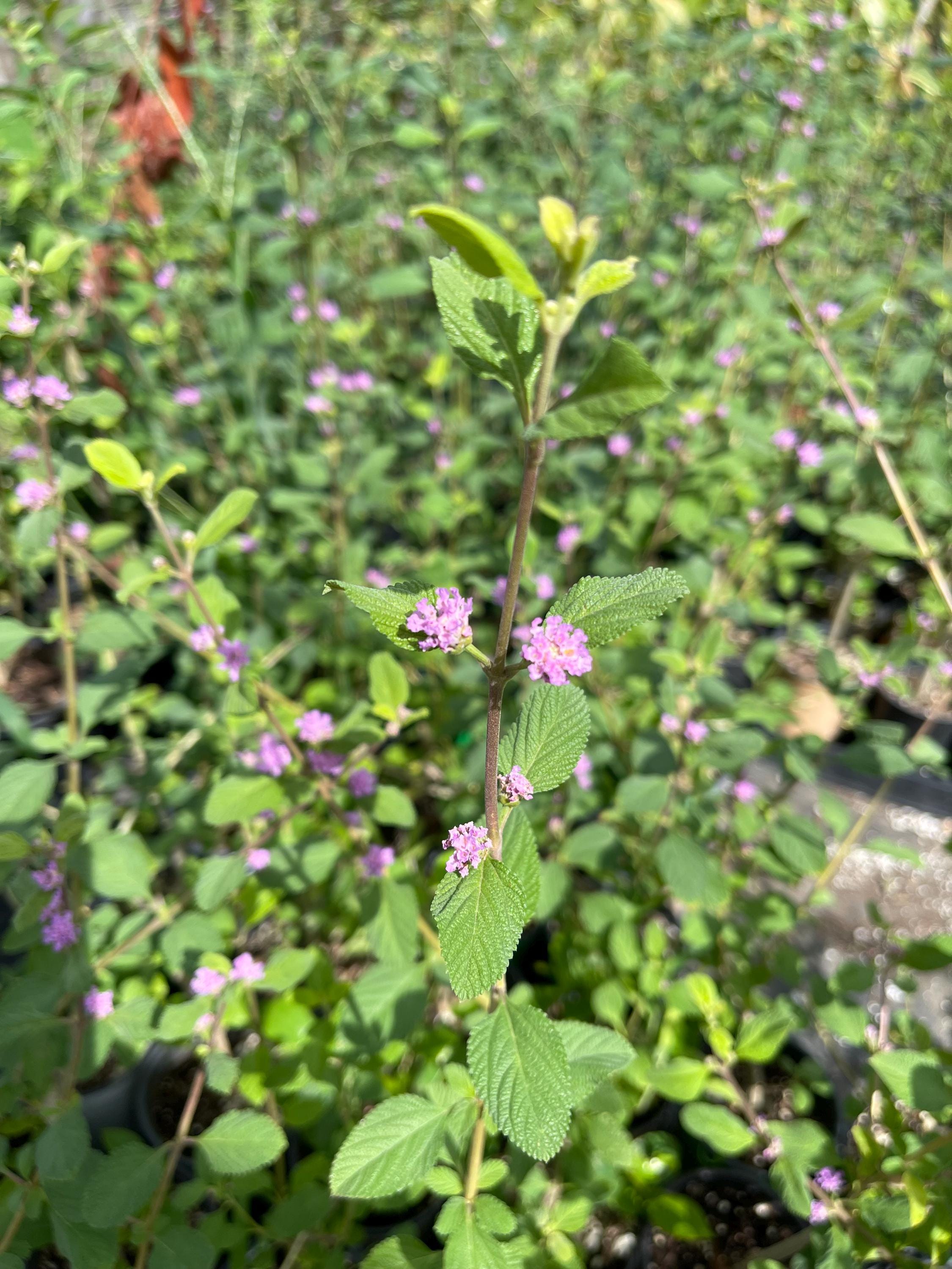 1gal Pitiona (lippia Alba) - Etsy