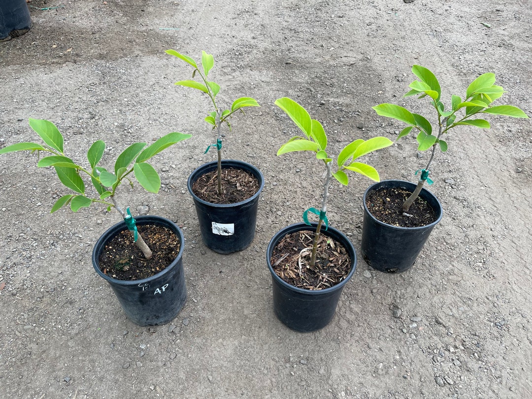 Grafted Atemoya African Pride Tree - Etsy