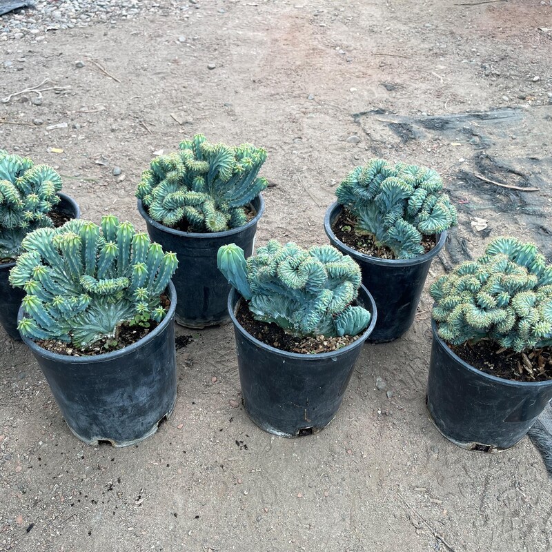 Blue Crested Cactus - Etsy