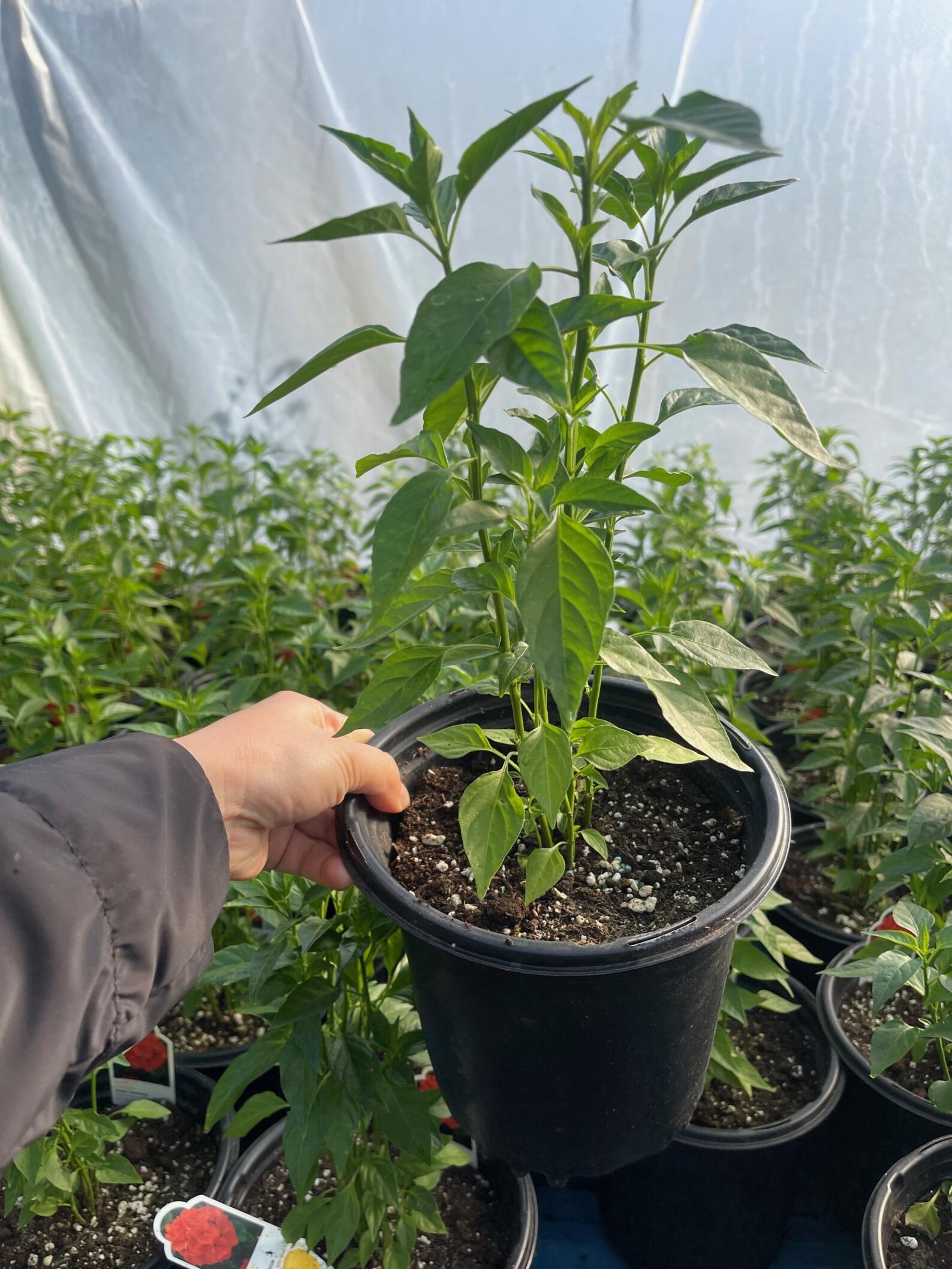 Chiltepin Chili Pepper Plant - Etsy